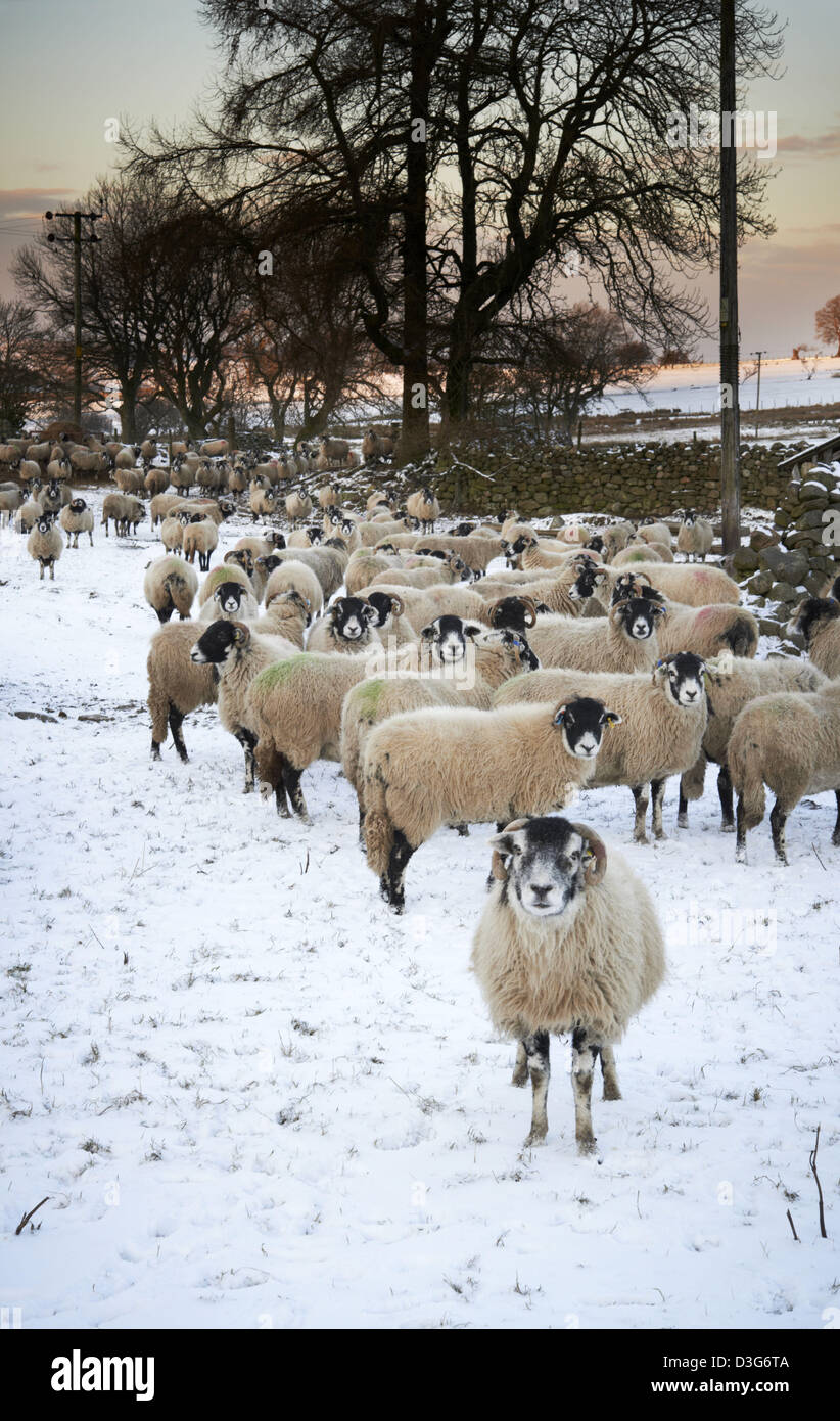 Snowy landscape at dusk with a flock of sheep Stock Photo - Alamy