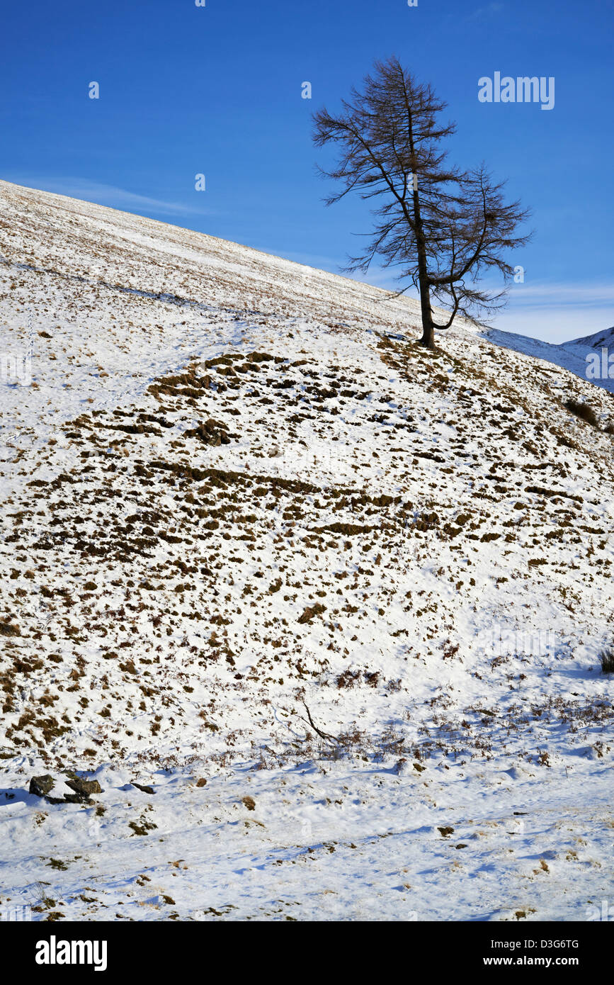 Snowy landscape with tree and path Stock Photo - Alamy