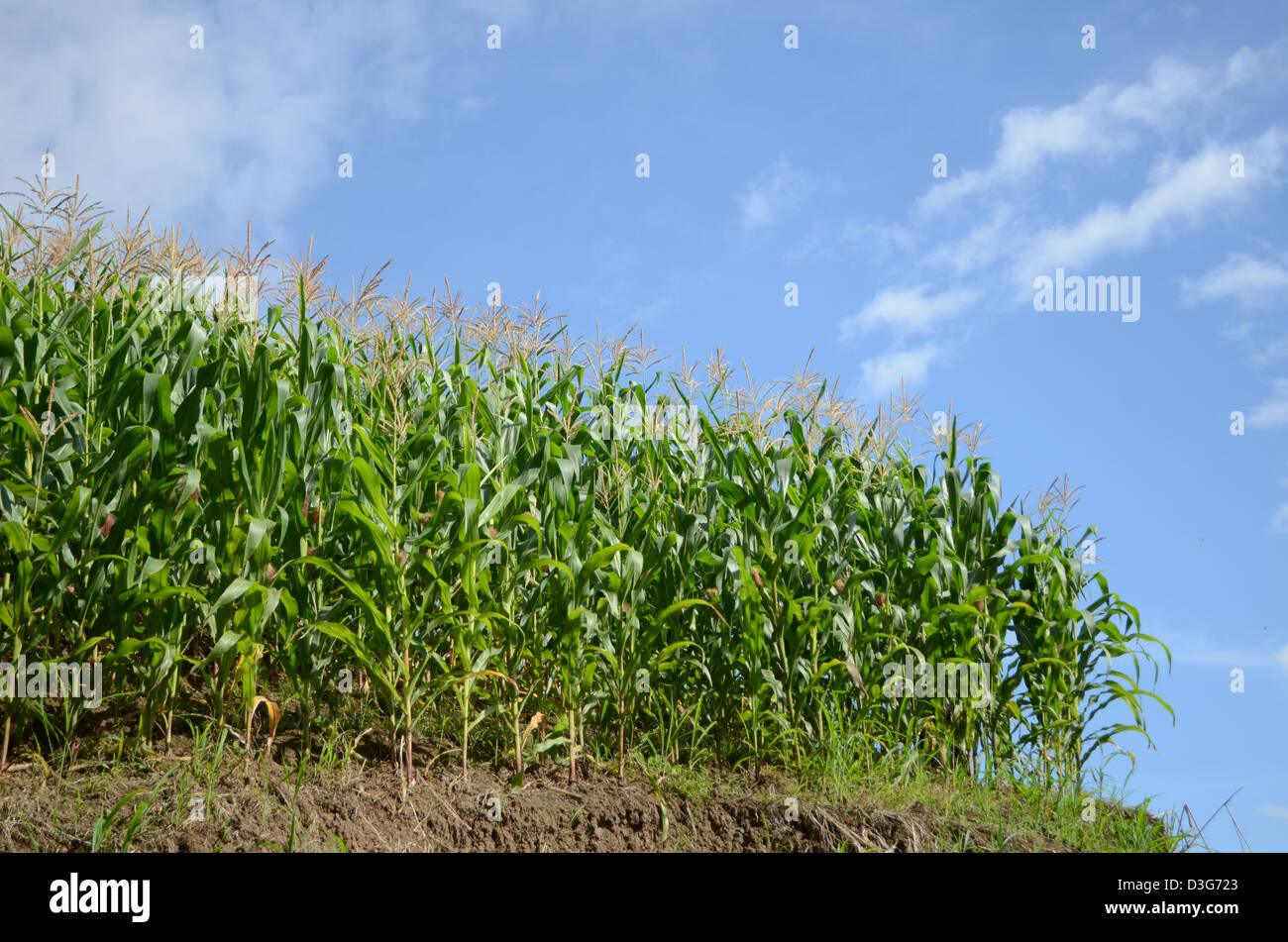 Root crops hi-res stock photography and images - Alamy