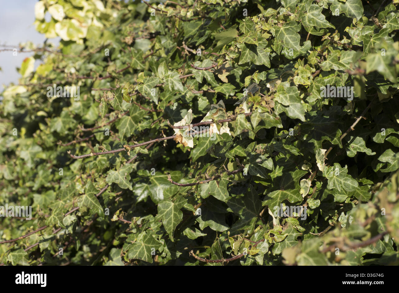Grown ivy hi-res stock photography and images - Alamy