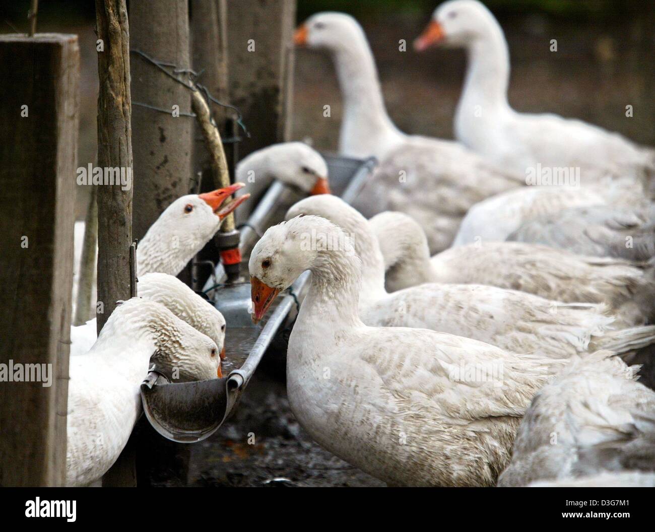 Human interest hum animals agriculture geese white drinking gully ...