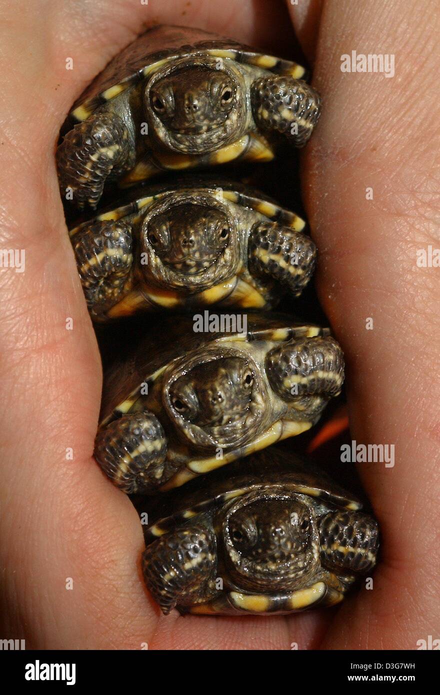(dpa) - Four tiny European pond turtles are piled up in the hand of ...