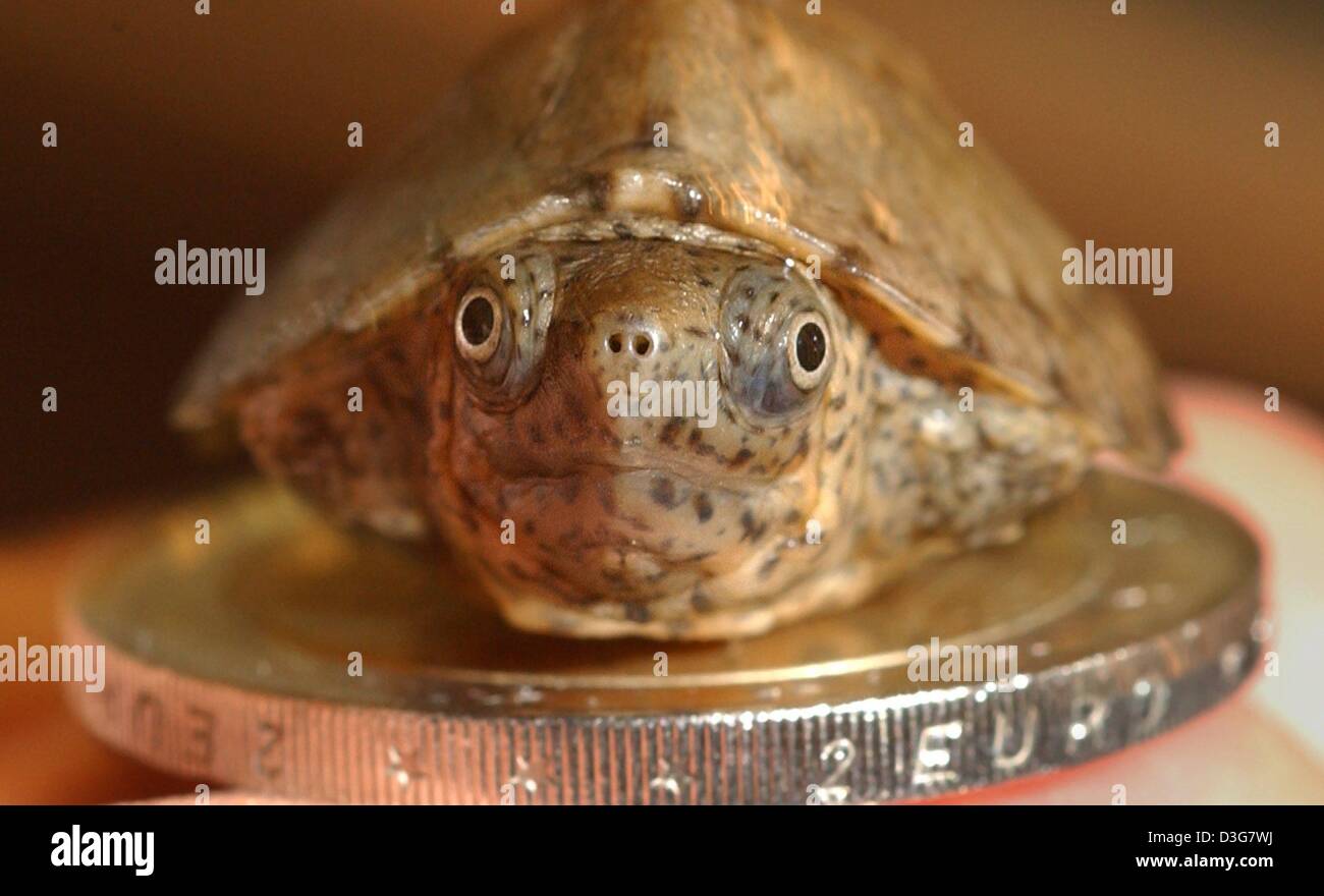 Common musk turtle hi-res stock photography and images - Alamy