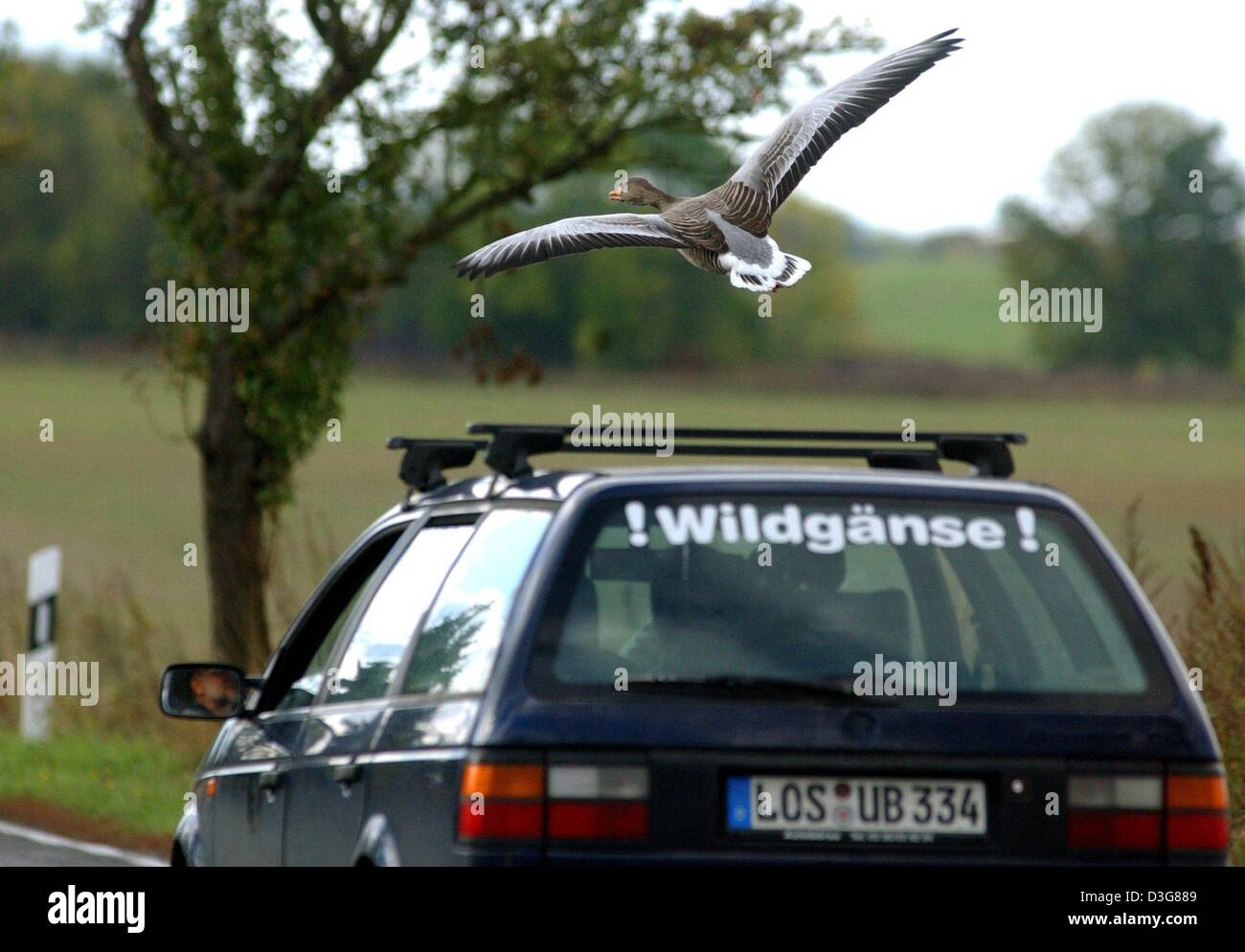 Human interest hum animals goose flying inscription writing car driving ...