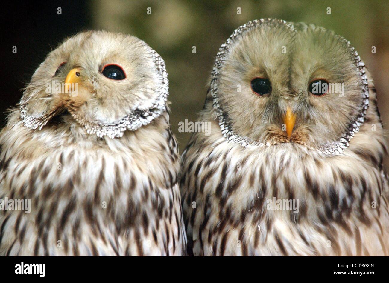 (dpa) - Two young Ural Owls (Hieraaetus fasciatus) sit side by side on ...