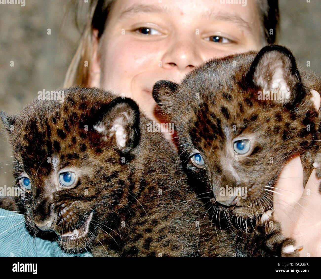 Two panther hi-res stock photography and images - Alamy