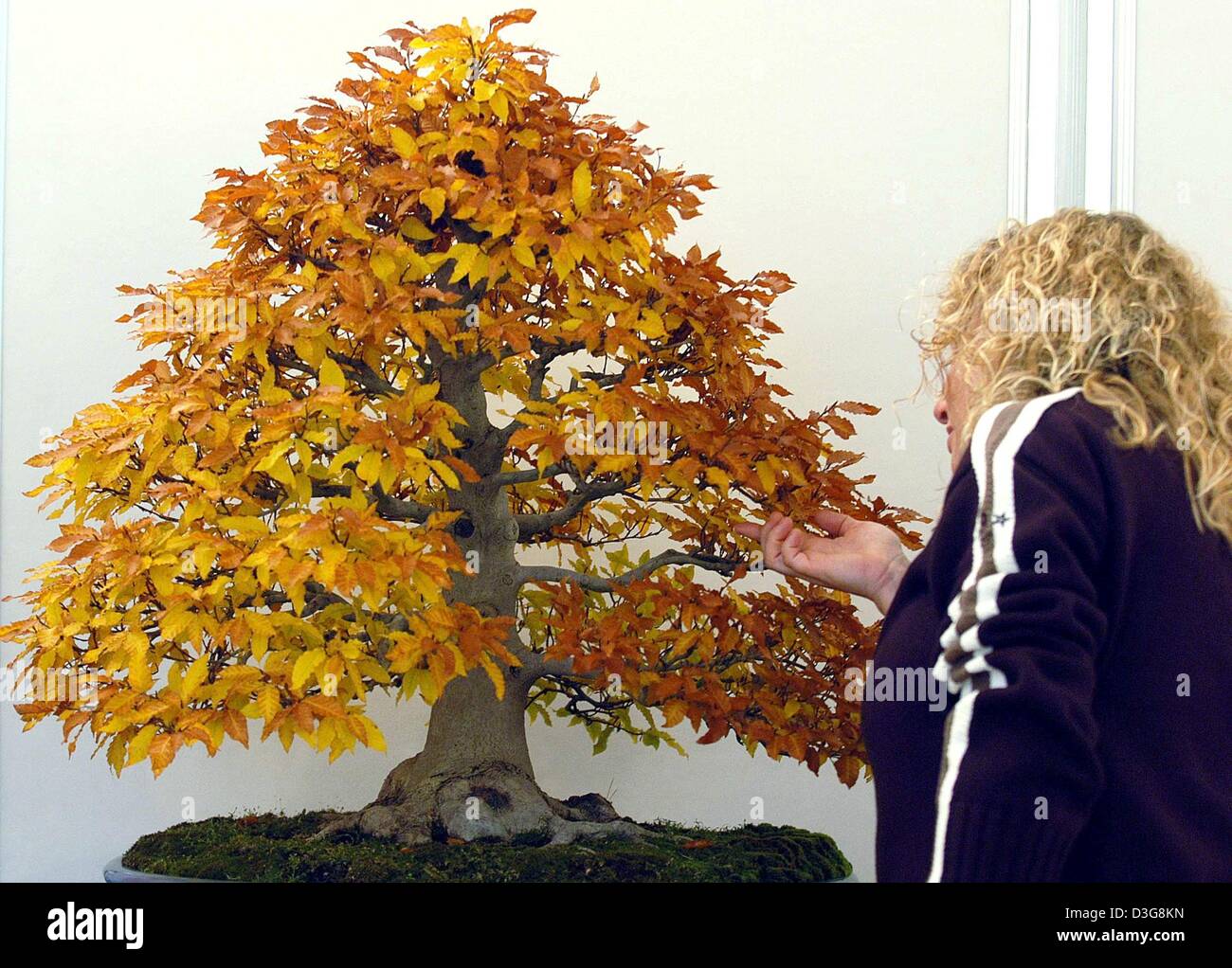 Human interest hum nature bonsai tree japanese germany hi-res stock ...