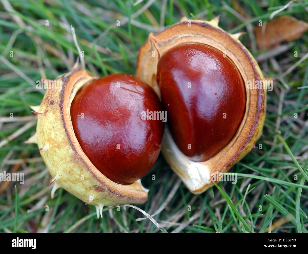 Human interest hum seasons autumn chestnut plant germany hi-res stock ...