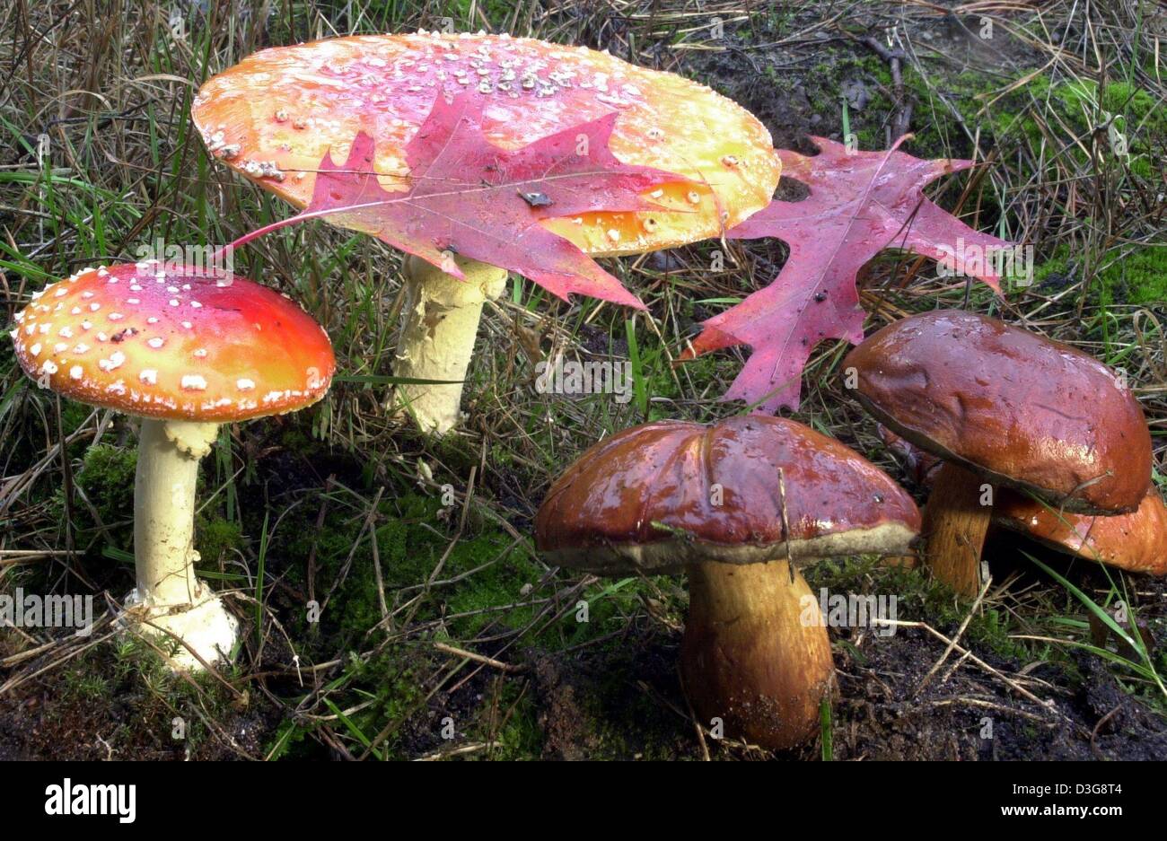 Two boleti hi-res stock photography and images - Alamy