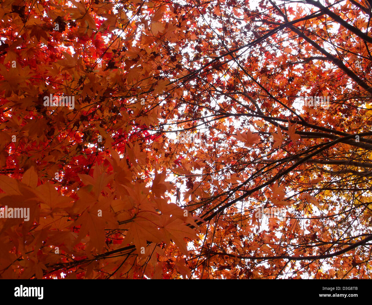 Liquid amber tree leaves hi-res stock photography and images - Alamy