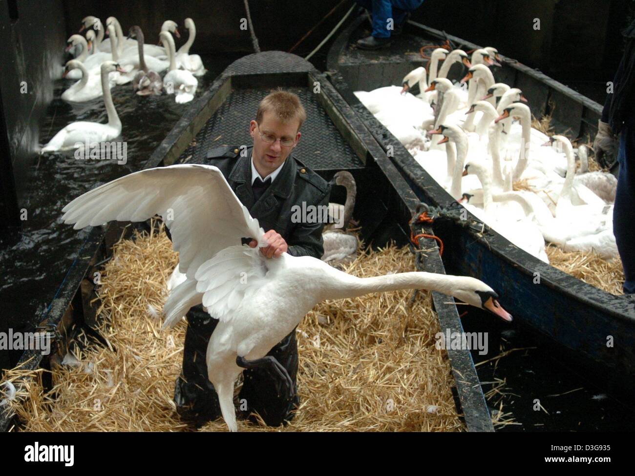 Human interest hum animals swans swan boat germany hi-res stock ...