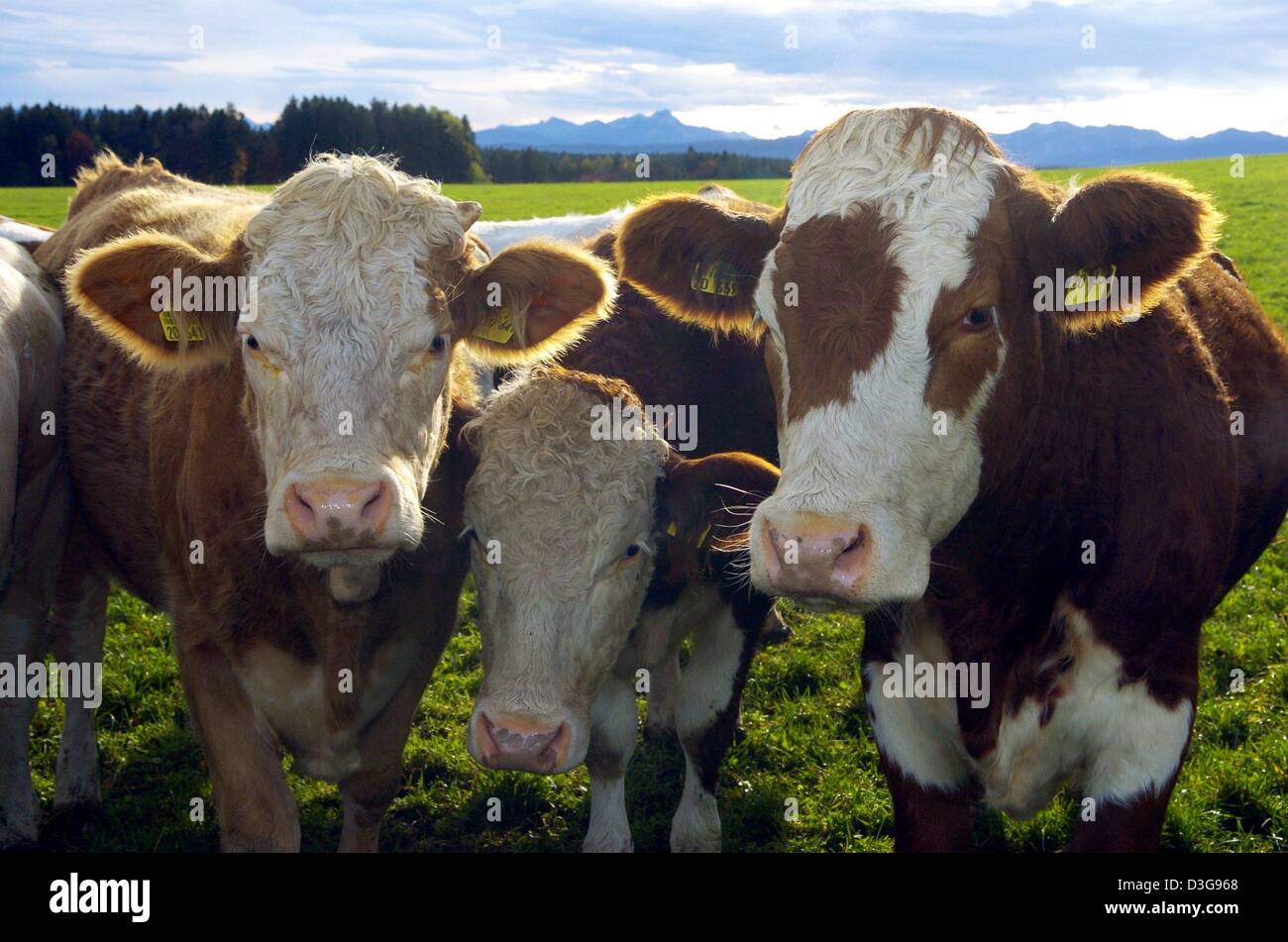 Human interest hum animals cows cattle meadow mountains pasture germany ...