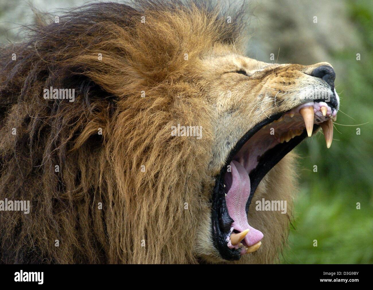Lion With Human Teeth