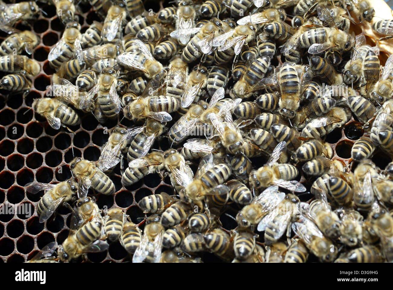Human interest hum animals bees beekeeping apiculture honeycomb germany ...