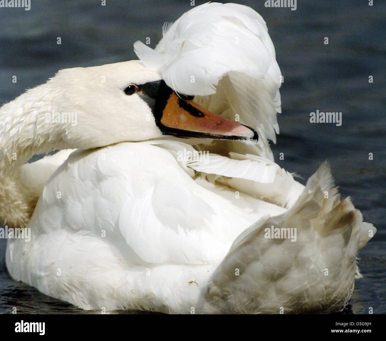 Human interest hum animals swan feathers white wing beak germany hi-res ...