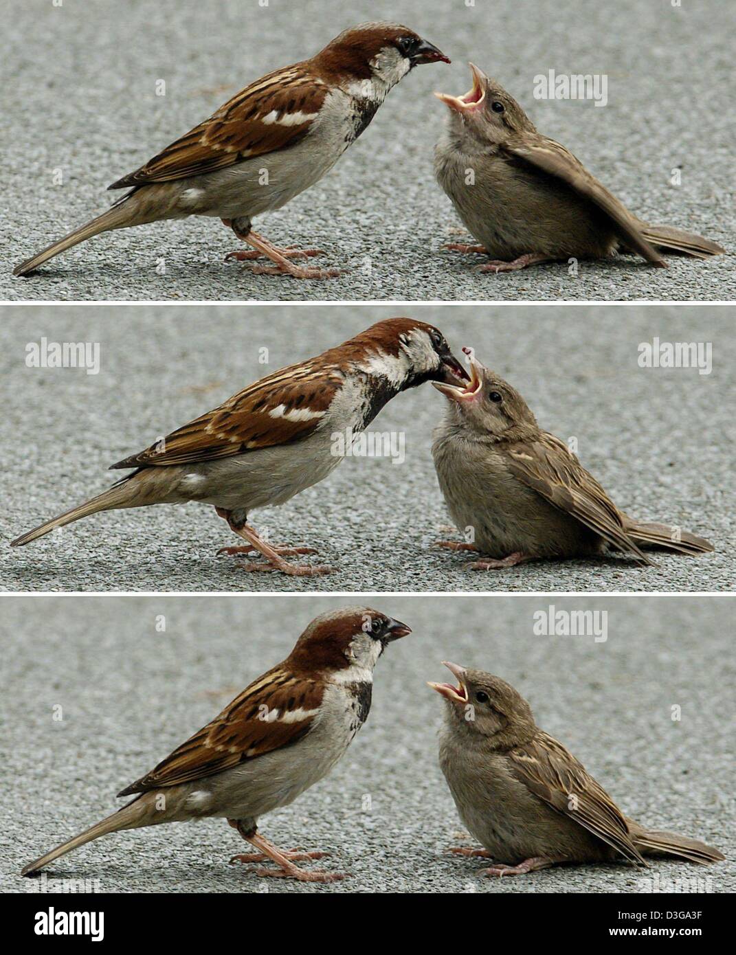 (dpa) - The picture combo shows the father sparrow feeding its ...