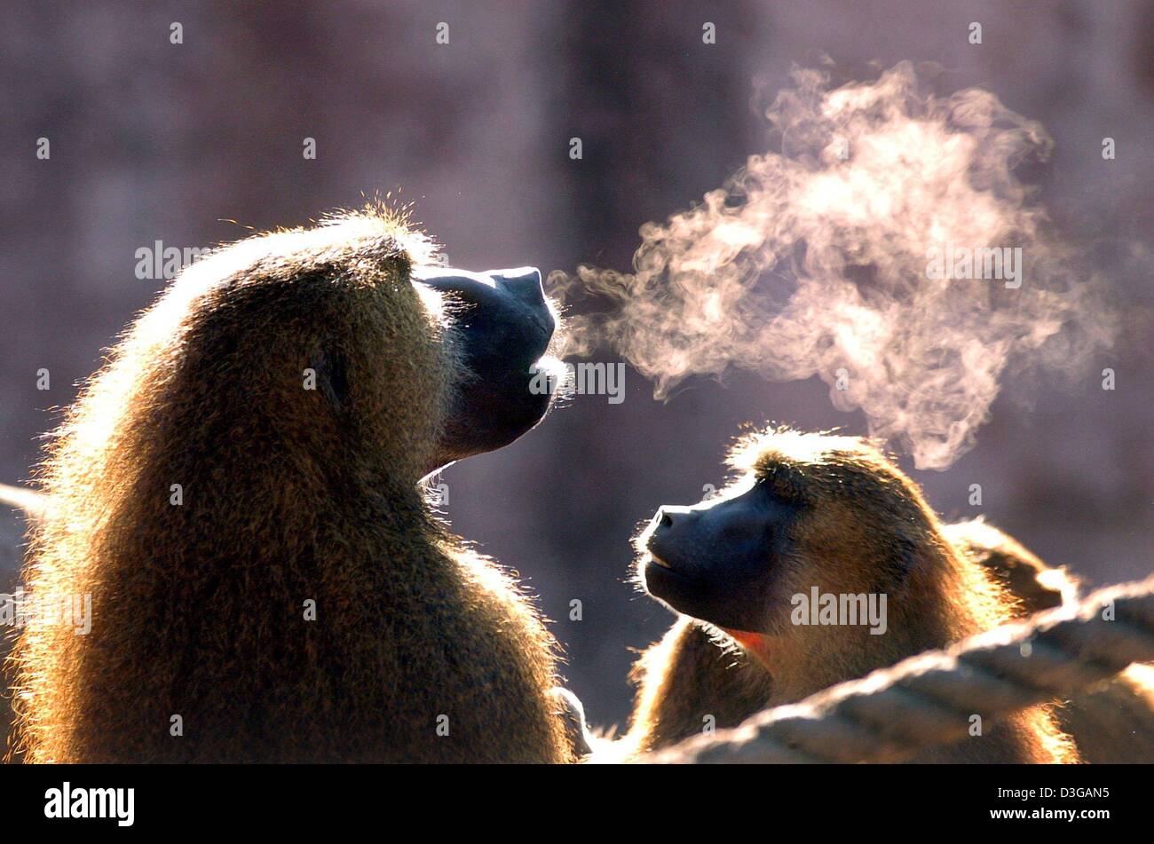 Human interest hum animals baboons breath smoke ape germany hi-res ...