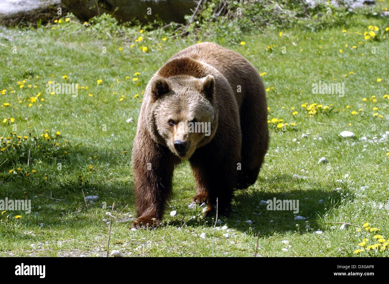 (dpa) - Brown bear 'Boris' runs across the green in his enclosure at ...