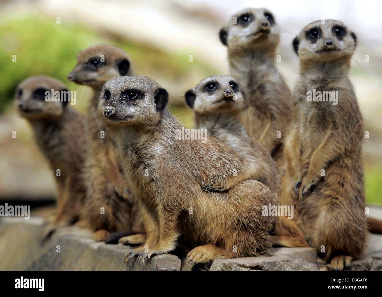(dpa) - A group of meerkats are standing on a rock in their enclosure ...