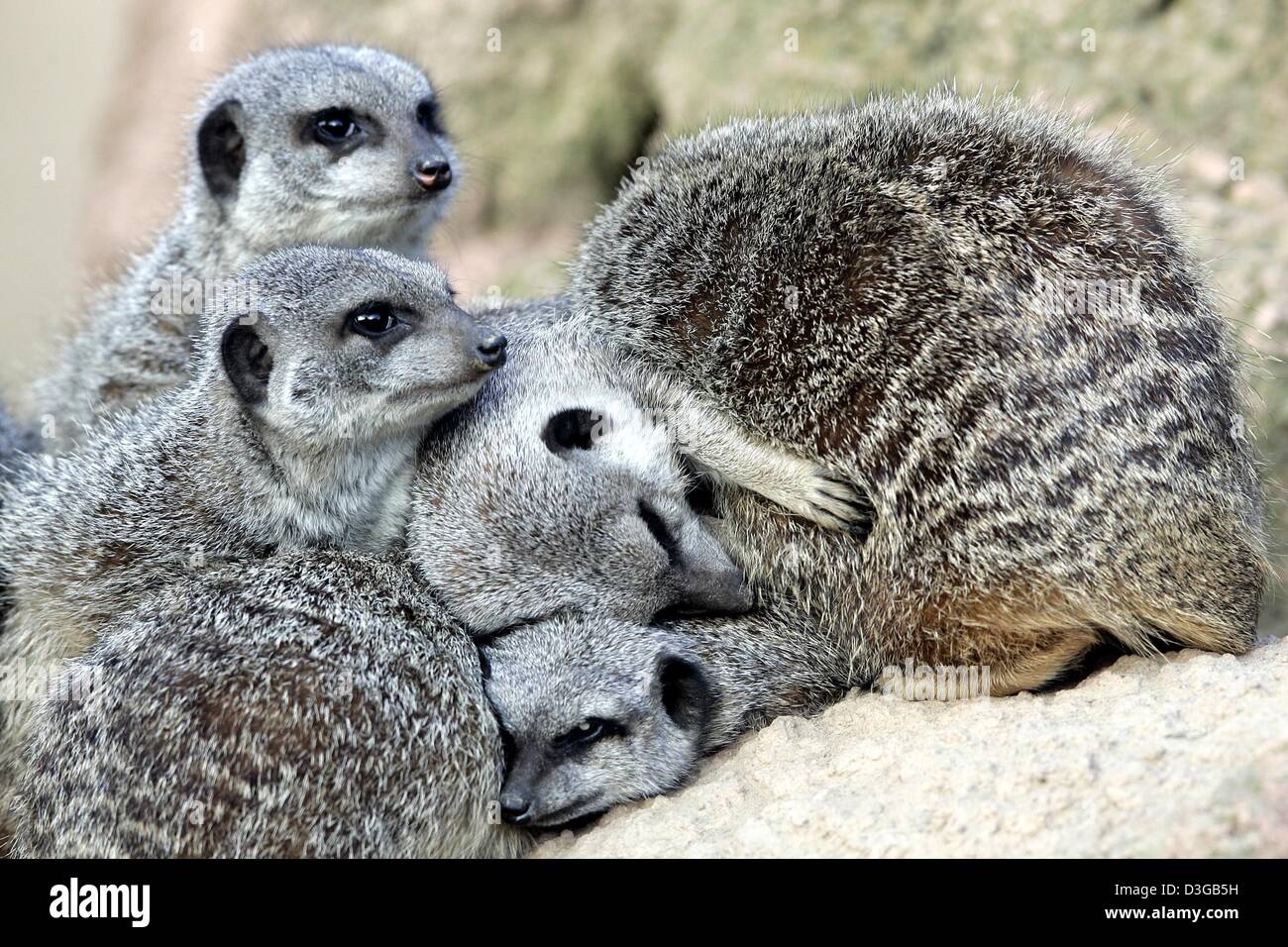 People With Animal Snuggling