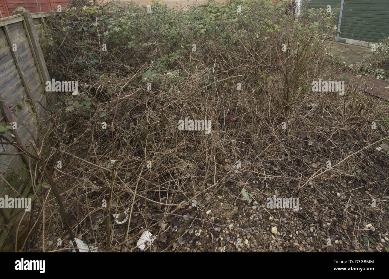 Garden overgrown with brambles Stock Photo - Alamy