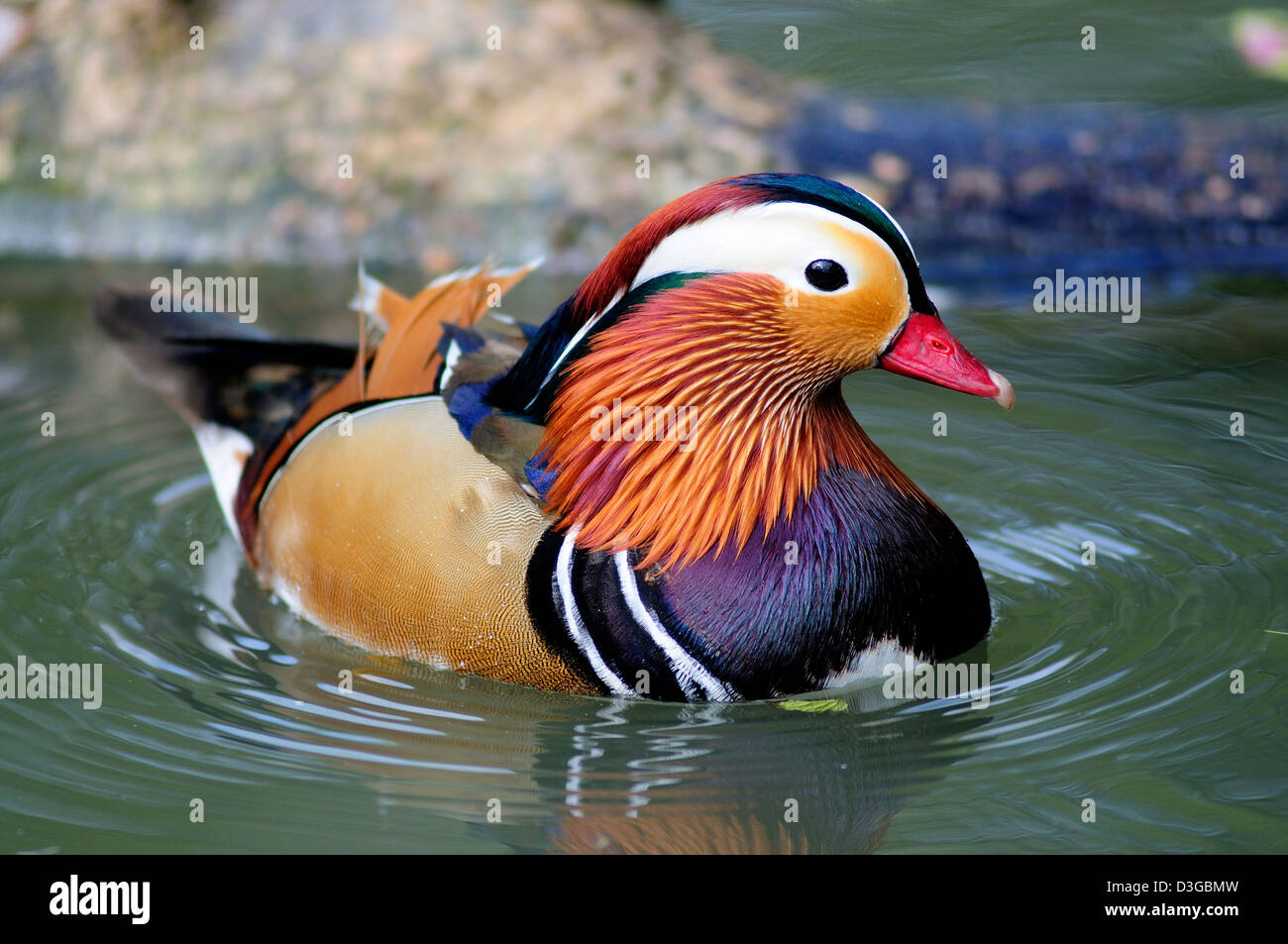 Mandarin drake. Slimbridge, Gloucestershire, UK March 2011 Stock Photo ...