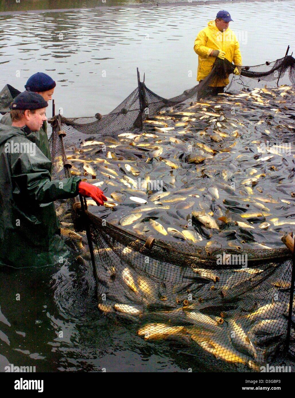 (dpa) - Inland fishermen of the Kreba-Fisch company go about their work ...