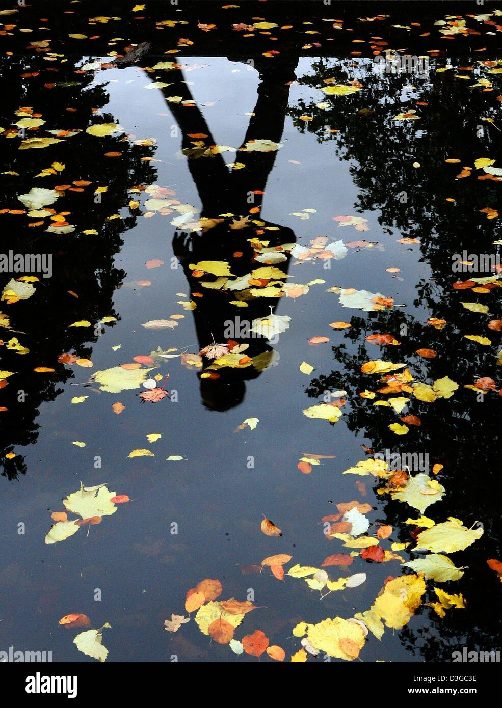 Human interest hum nature leaves water puddle autumn fall seasons ...