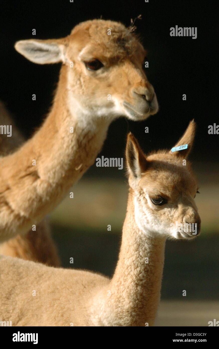 Human interest hum animals vicuna llama germany hi-res stock ...
