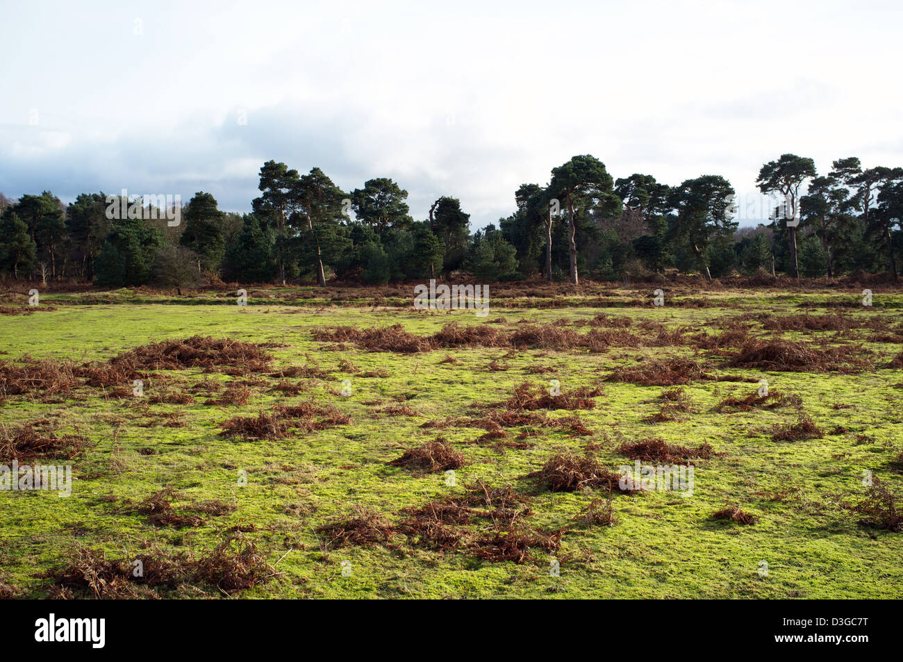 Sutton Heath Suffolk UK Stock Photo - Alamy