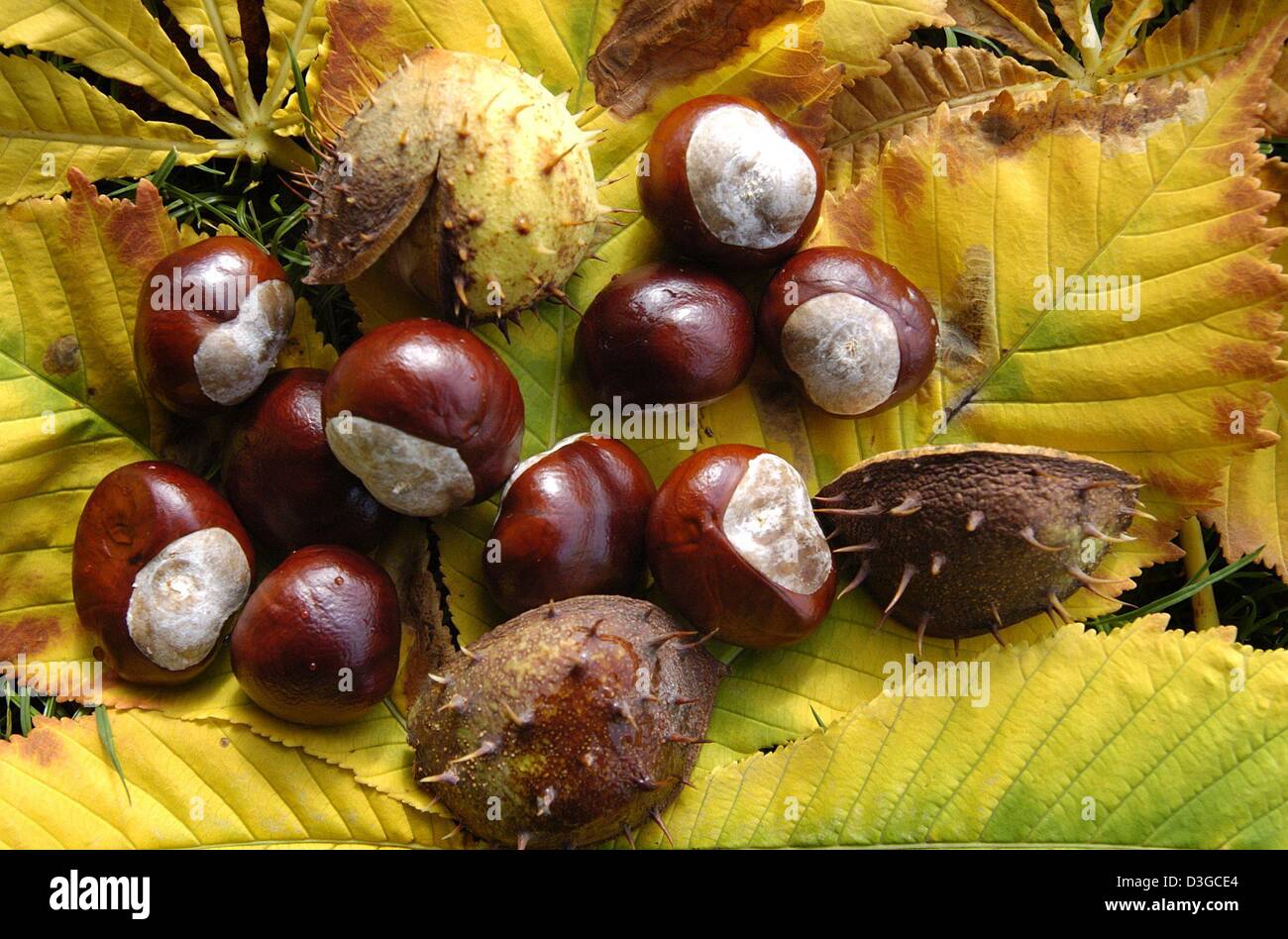 (dpa) - Chestnuts and their thorny shells lie on the tree's autumn ...