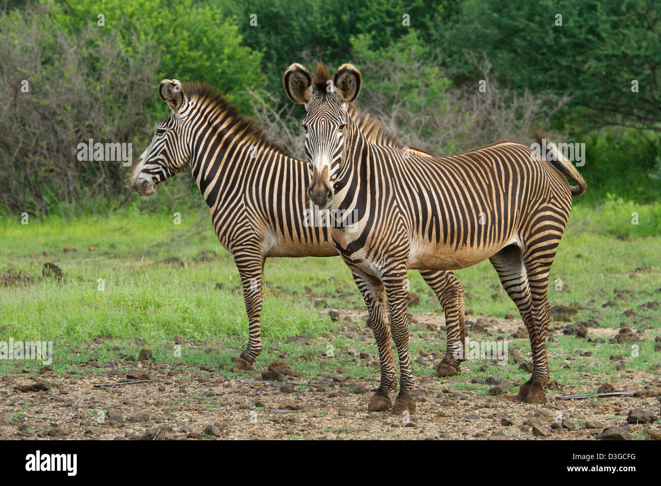 Grevy's zebra (Equus grevyi), Meru National Park, Kenya Stock Photo - Alamy