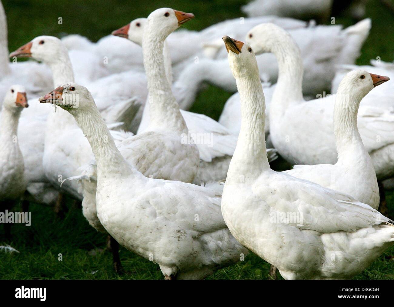 Human interest hum animals geese goose flock farming germany hi-res ...