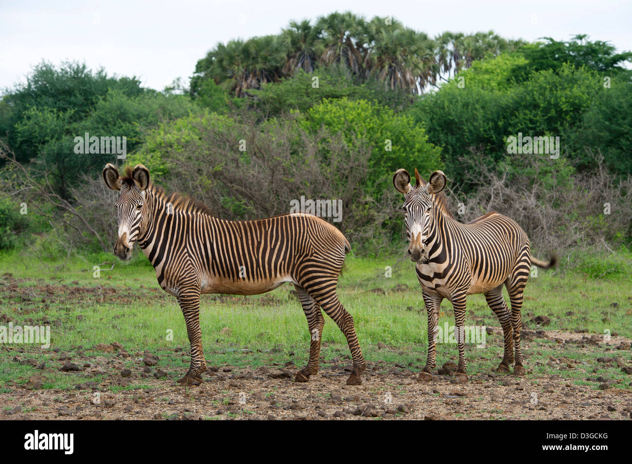 Grevy's zebra (Equus grevyi), Meru National Park, Kenya Stock Photo - Alamy