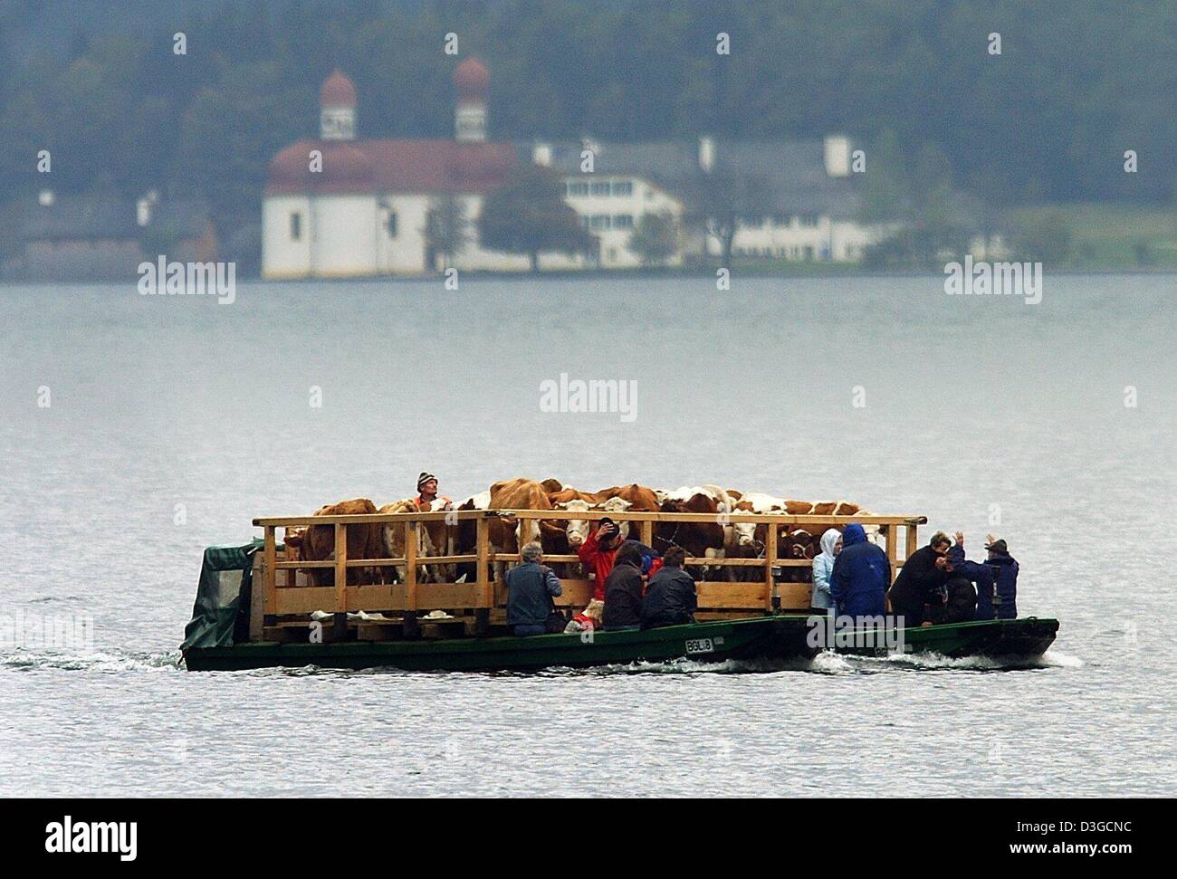 (dpa) - Two boats were tied together to carry a load of cattle across ...