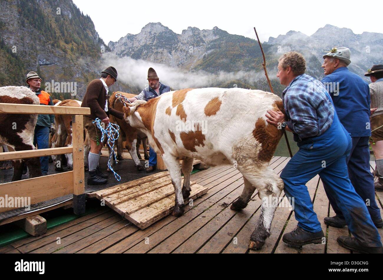 Cow on platform hi-res stock photography and images - Alamy