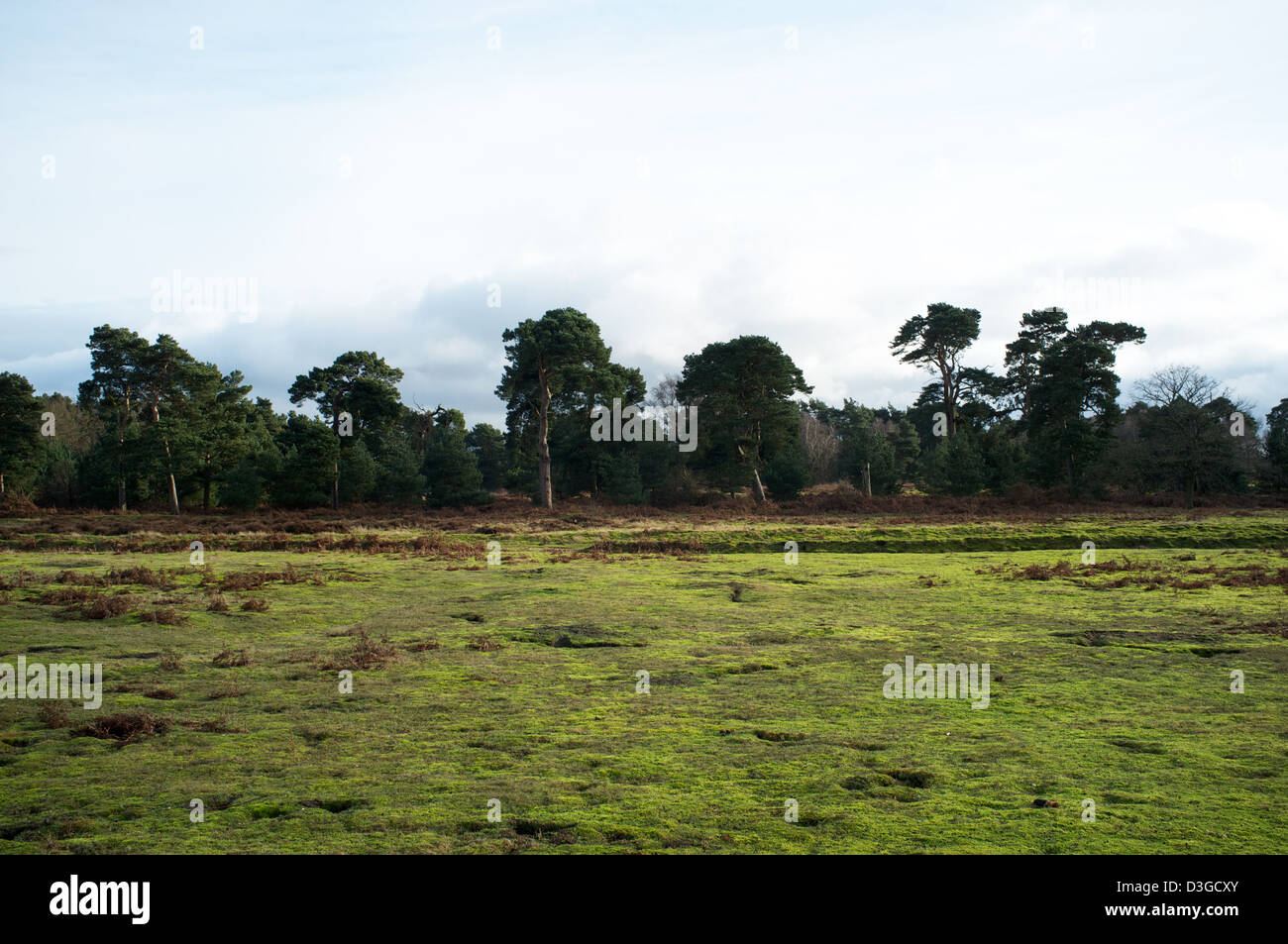 Sutton Heath Suffolk UK Stock Photo - Alamy