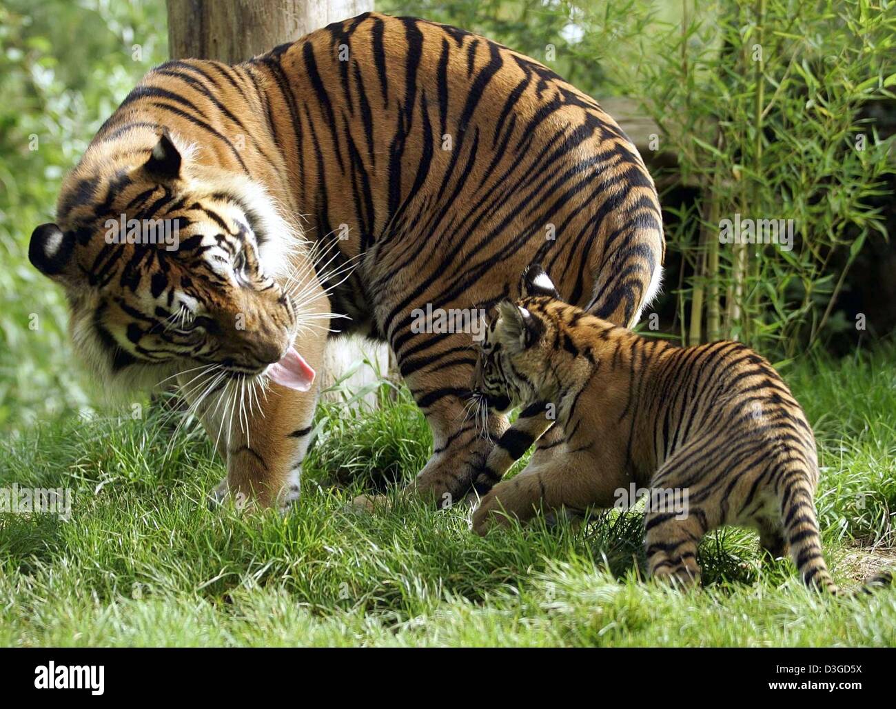 (dpa) - Tiger Sabu and his small daughter Puna play in the sun in the ...