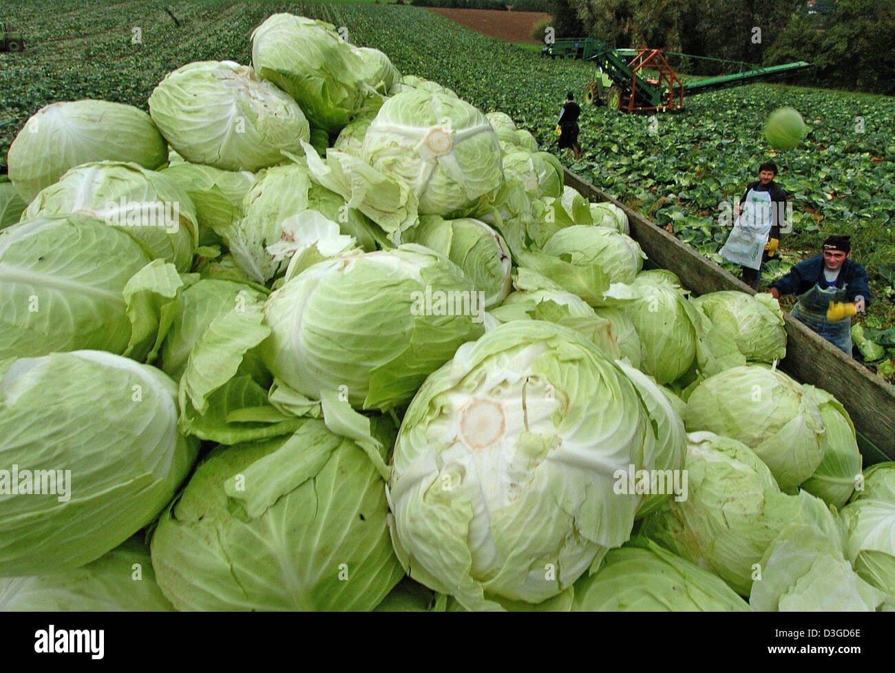 Economy business finance ebf agriculture harvest cabbage throwing ...