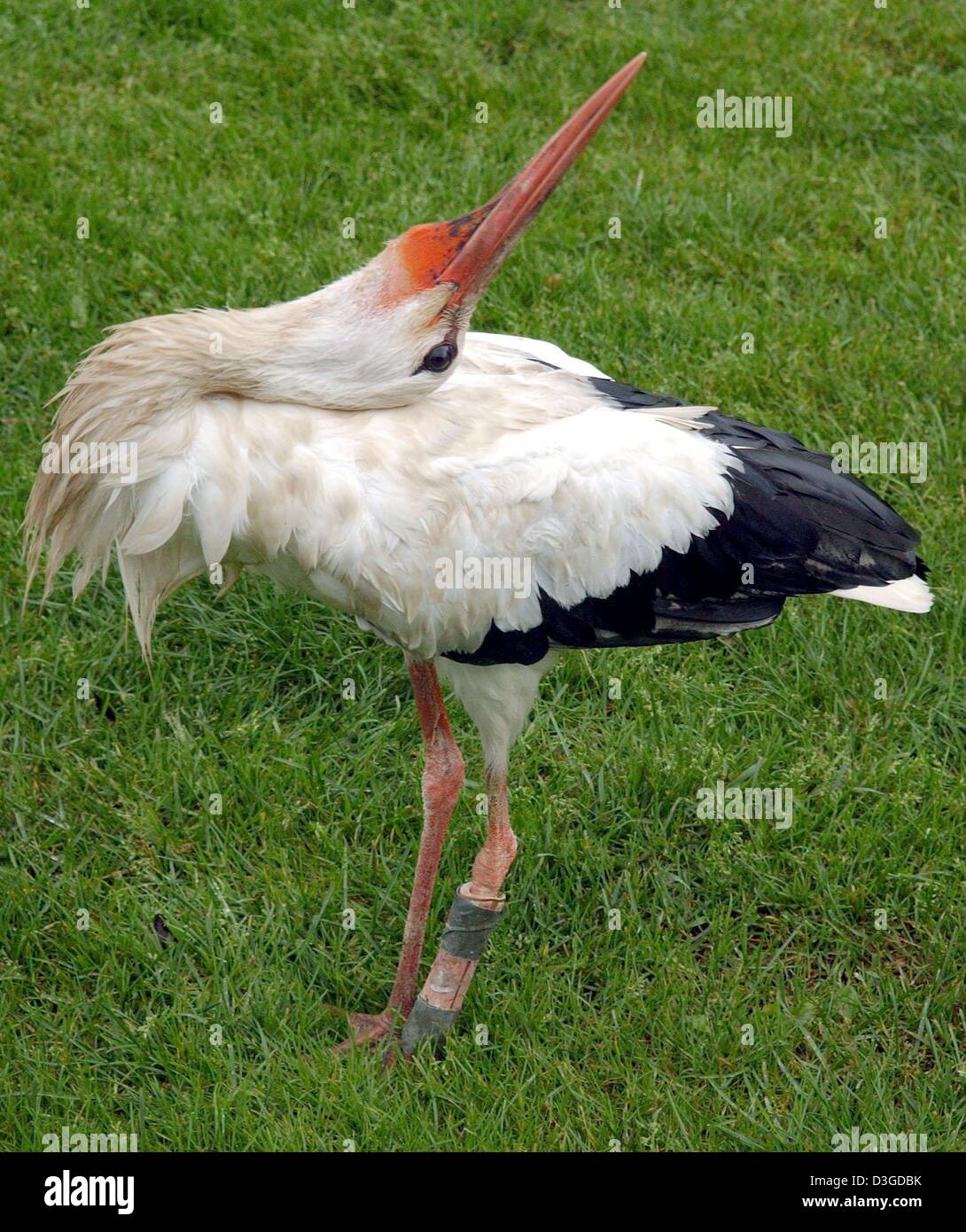 Deu single feature hi-res stock photography and images - Alamy