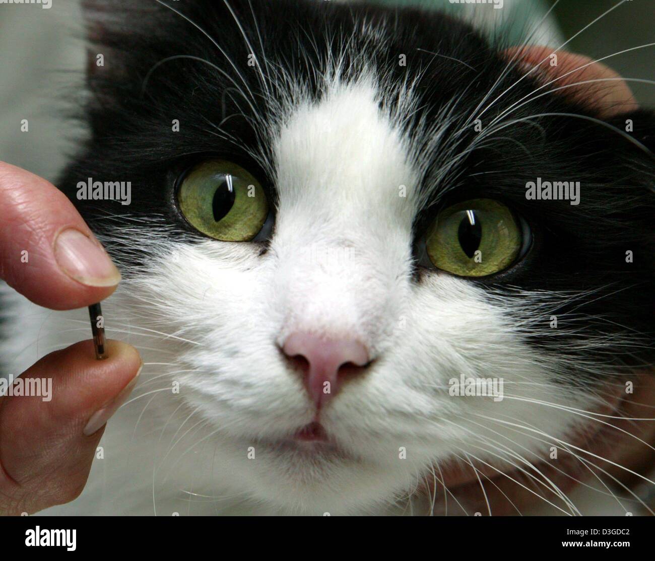 (dpa) - A microchip (L) seen in front of a cat's head which illustrates ...