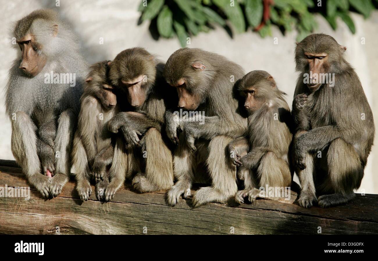 Group Of Baboons Group Of Baboons — Stock Photo © Christian