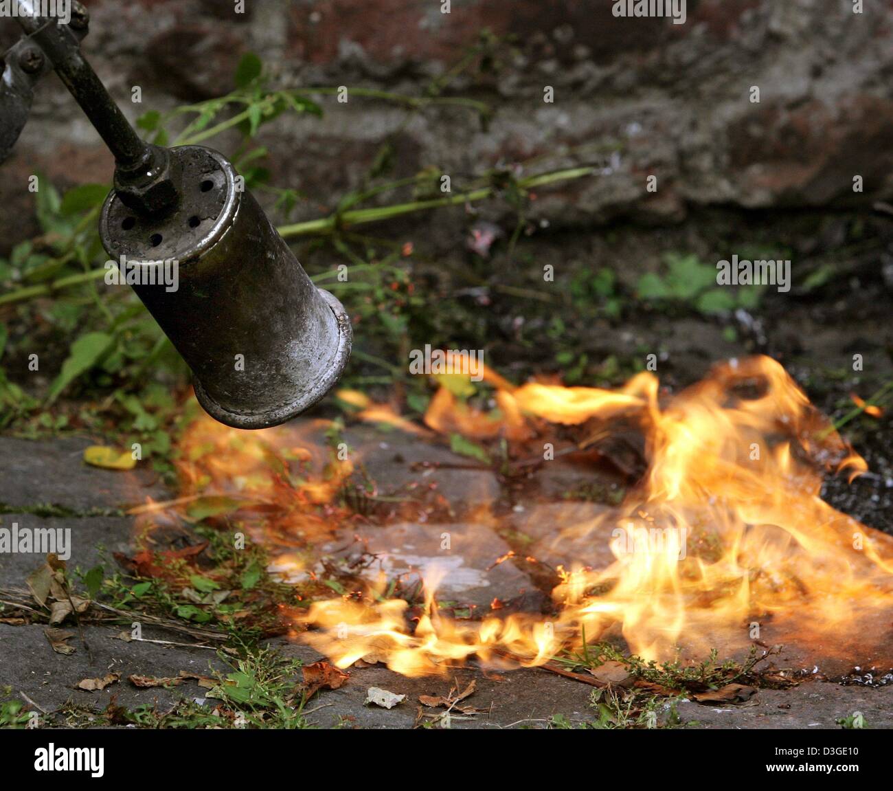 Human interest hum nature gas burner burning fire flames weed germany ...
