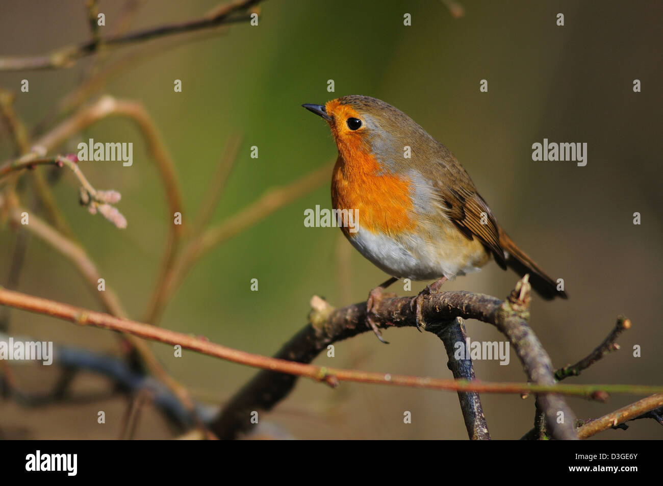 A robin in a garden shrub Stock Photo - Alamy