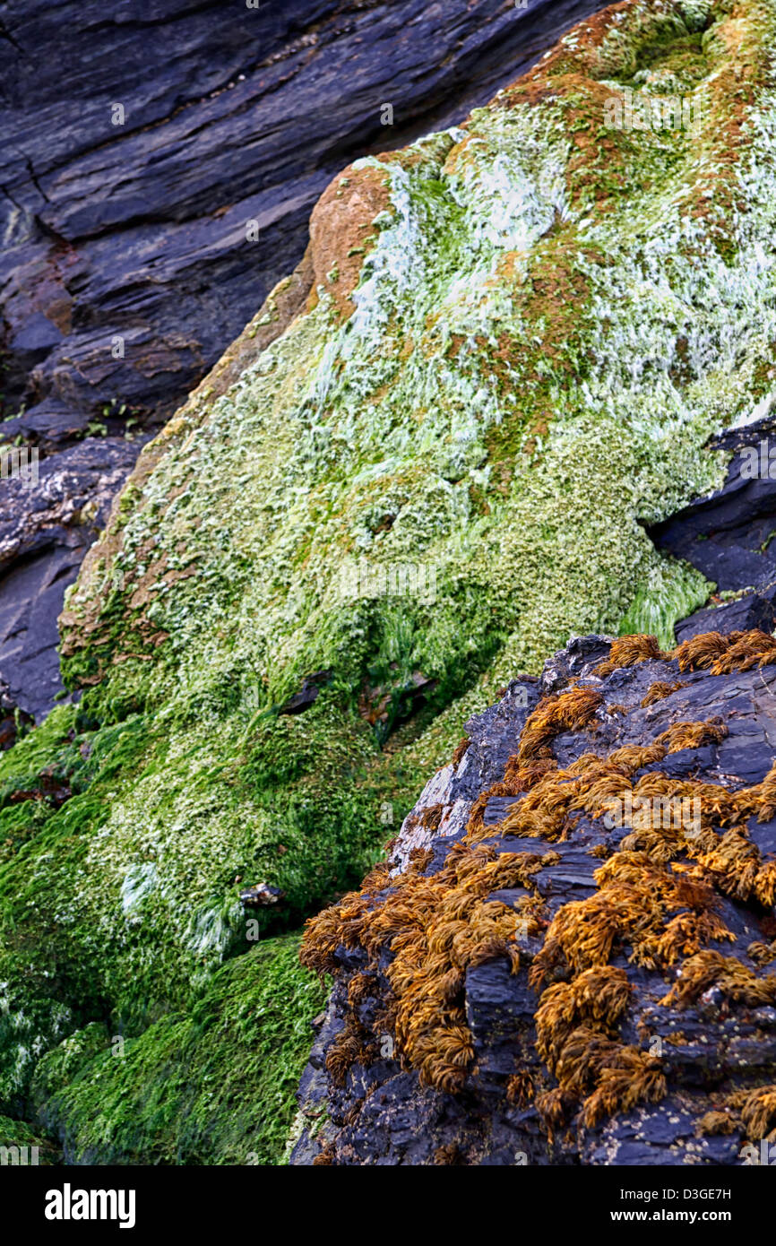 Lichen clinging to a seaside cliff, Cornwall, England Stock Photo - Alamy