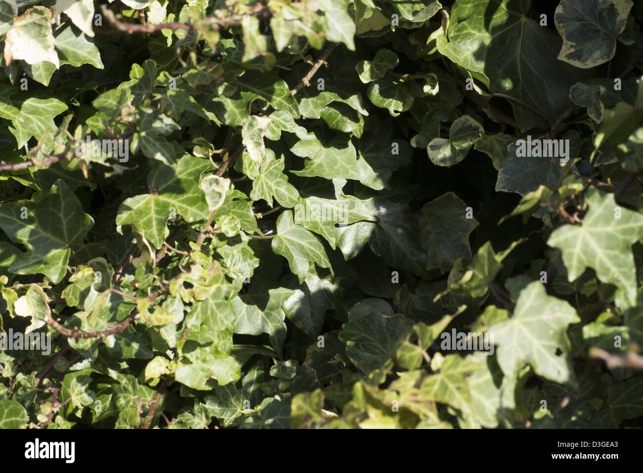 Grown ivy hi-res stock photography and images - Alamy