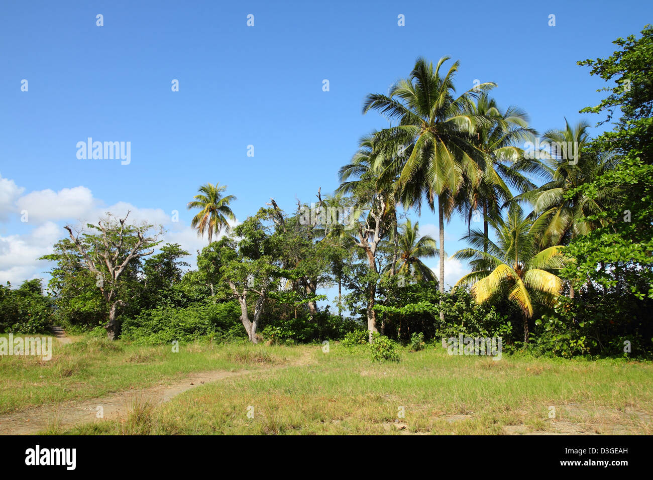 Baracoa, Cuba - coco palm trees, natural landscape Stock Photo - Alamy