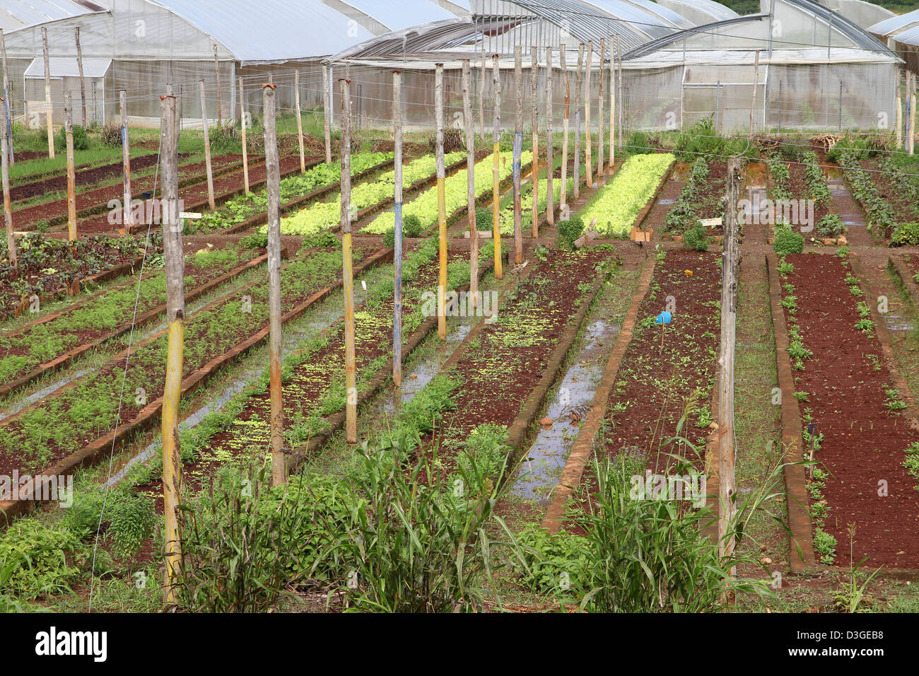 Baracoa, Cuba - vegetable fields and greenhouses, Cuban farming and ...