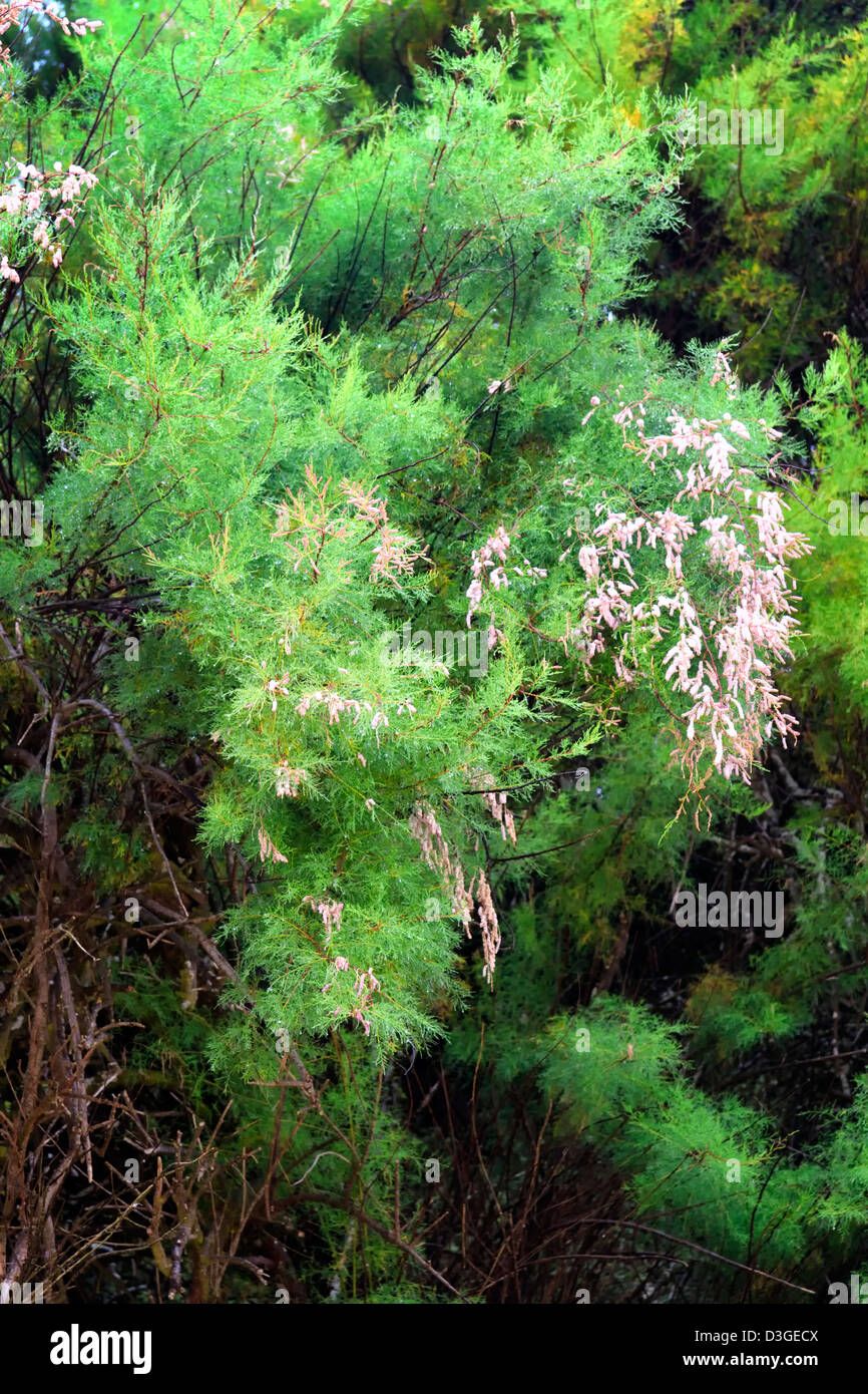 Tamarisk bushes hi-res stock photography and images - Alamy