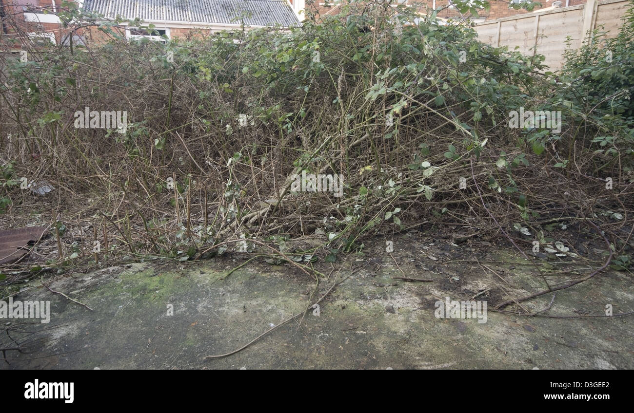 Garden overgrown with brambles Stock Photo - Alamy